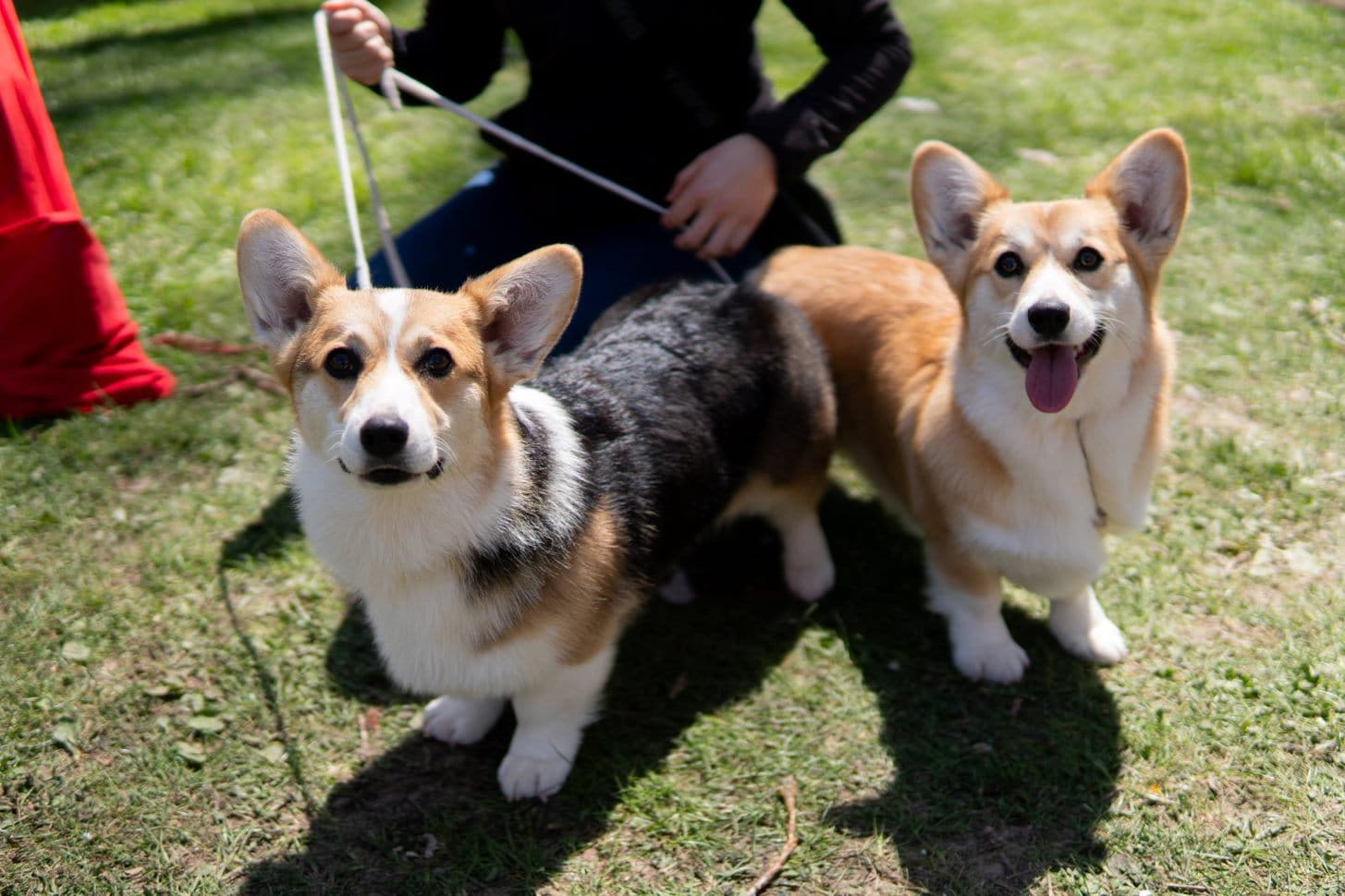 Criadero de Corgis En Chile - Staplefield Lind